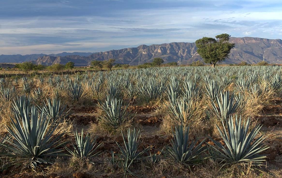 El Cerro Azul | Where Authenticity Meets Excellence! | Landing
